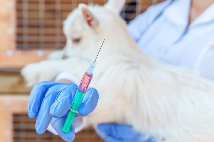 AI Powered Veterinary Care | NLP Pet Health Records Solutions